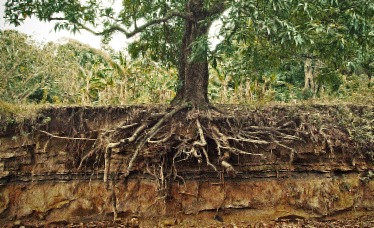 Spacing Trees Correctly | Learn How to Space Trees & Why It Matters