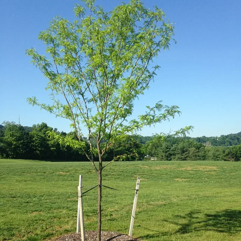 How To Properly Stake A Tree | The Tree Center
