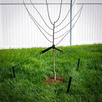 Buy Tree Staking Kits Online | The Tree Center