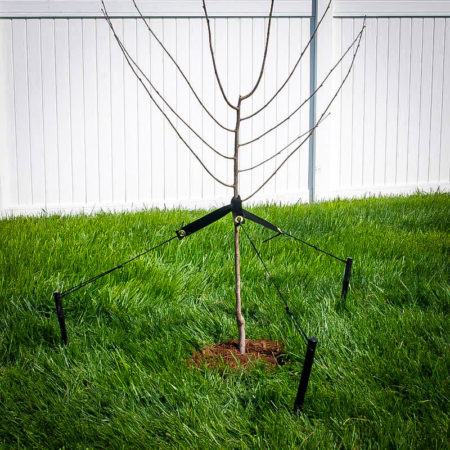 Buy Tree Staking Kits Online | The Tree Center