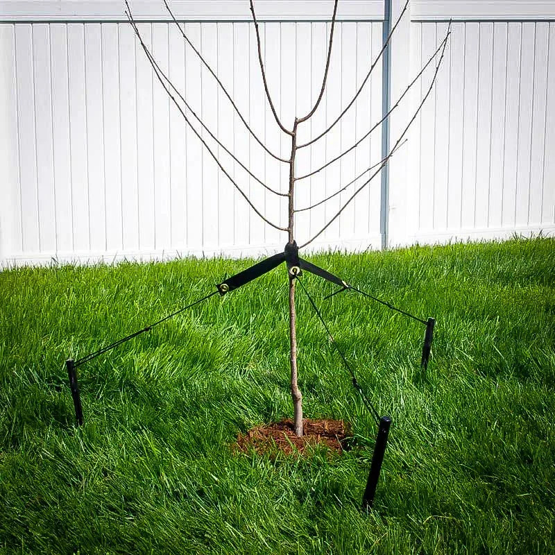 Buy Tree Staking Kits Online | The Tree Center