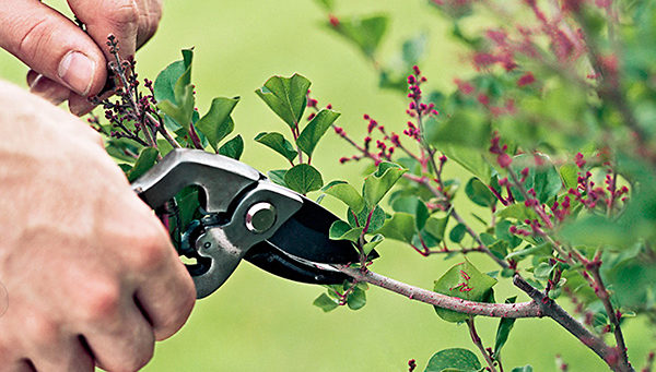 How To Properly Trim A Tree | The Tree Center