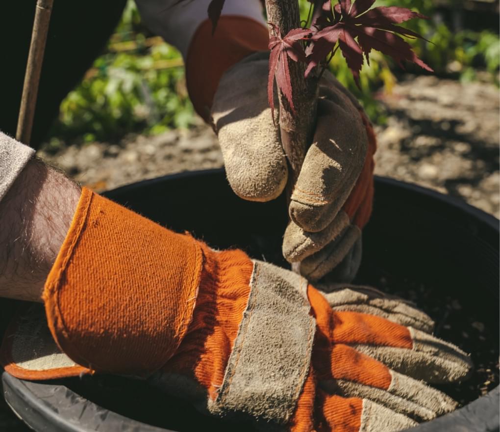 About The Tree Center | The Tree Center