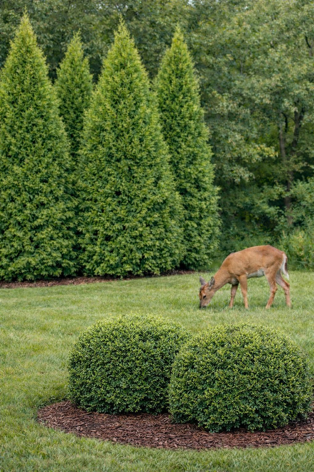 Best Trees For Massachusetts | Trees To Buy In Massachusetts