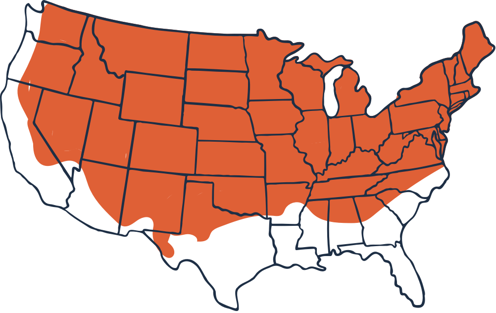 Dwarf Colorado Blue Spruce Trees For Sale | The Tree Center