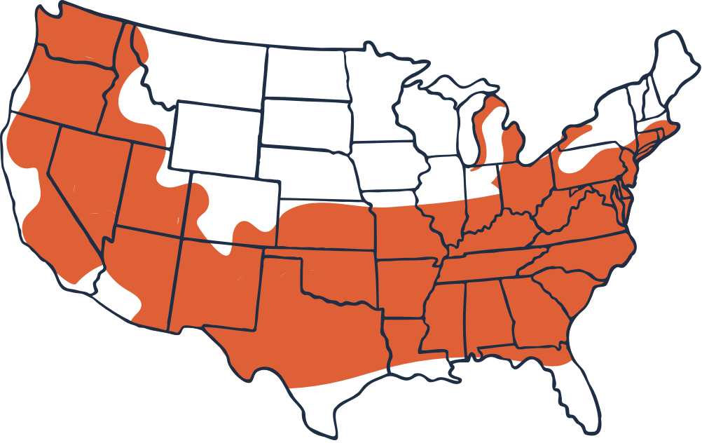 Shorty Compact Leyland Cypress For Sale Online | The Tree Center