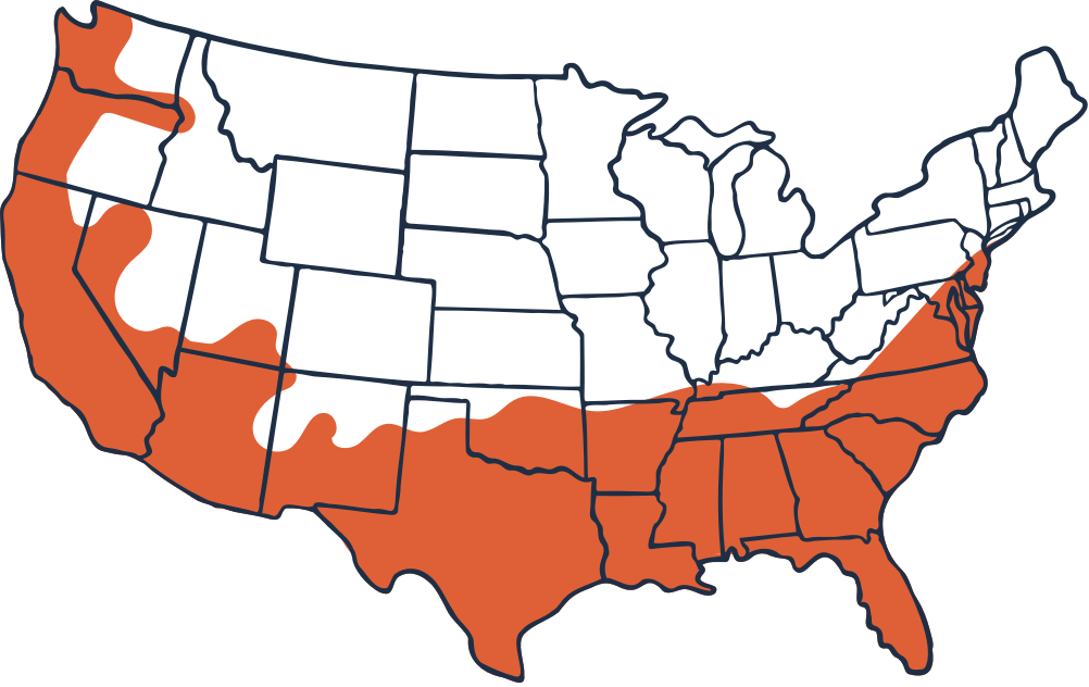 Buy Muskogee Crape Myrtle Online | The Tree Center