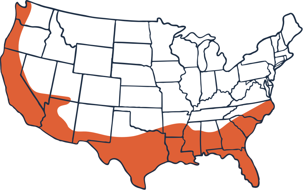 Blue American Agave Plants For Sale | The Tree Center