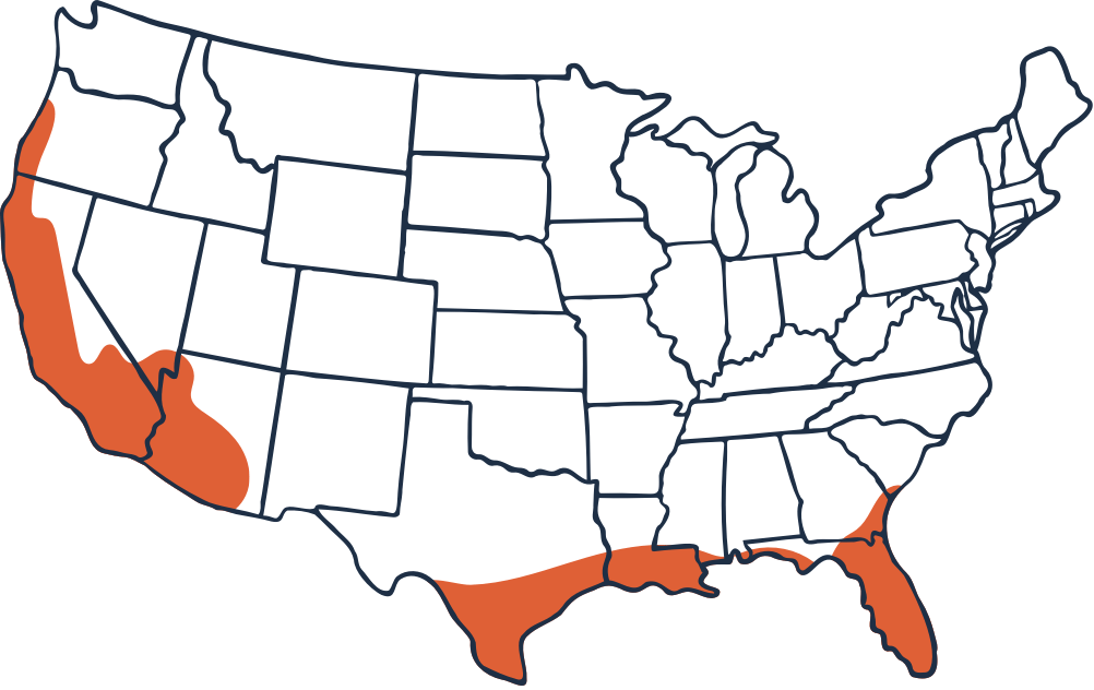 Hass Avocado Tree For Sale Online | The Tree Center