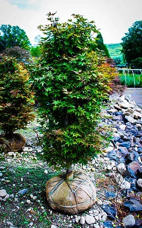 Twomblys Red Sentinel Japanese Maple Trees For Sale | The Tree Center