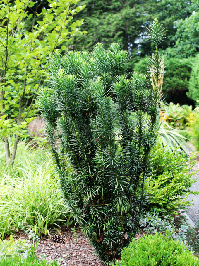 Buy Yew Trees Online | The Tree Center