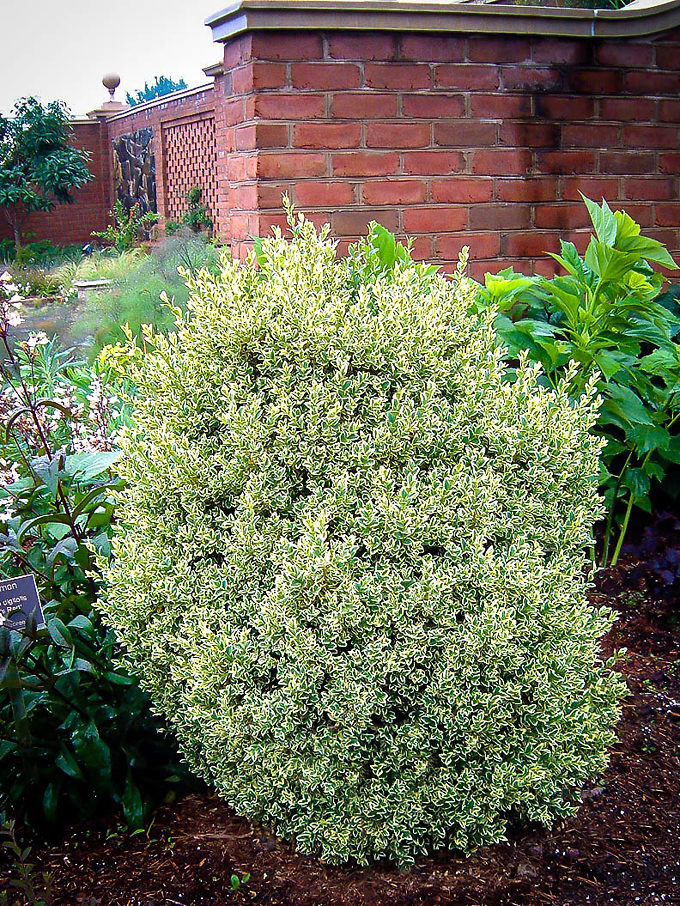 Buy Green Tower Boxwood Online | The Tree Center