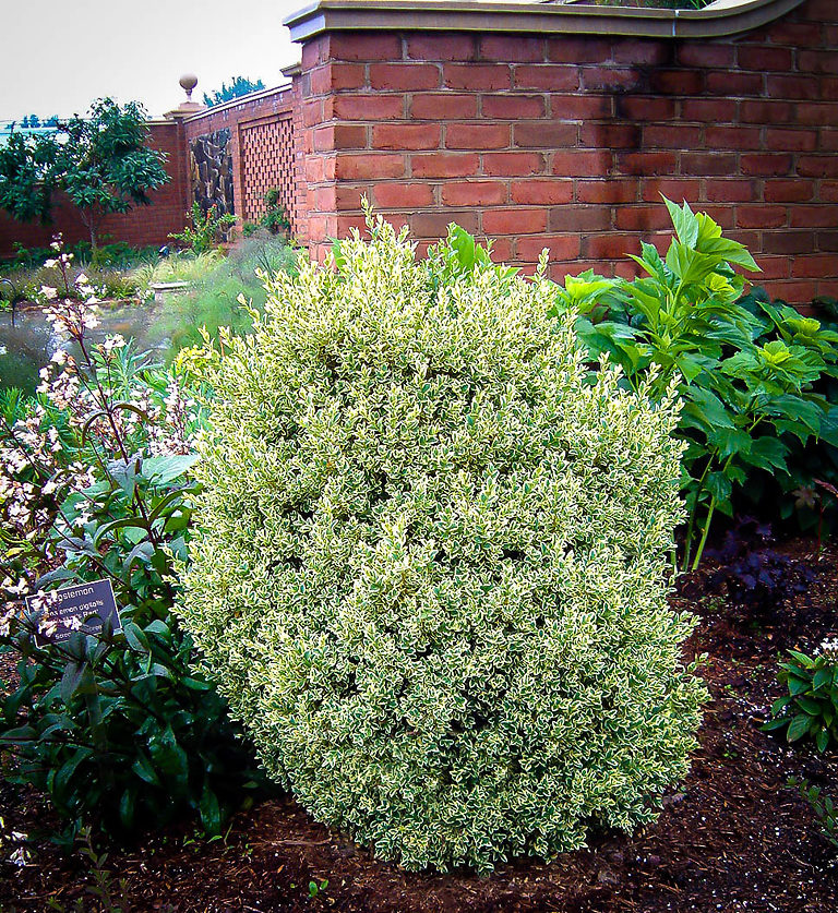 Variegated Boxwood Shrubs For Sale Online | The Tree Center