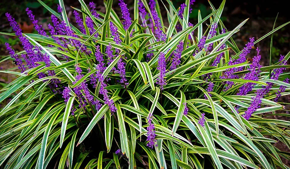 Variegated Liriope Plants For Sale | The Tree Center
