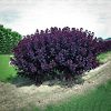 Velvet Cloak Smoke Tree For Sale Online | The Tree Center