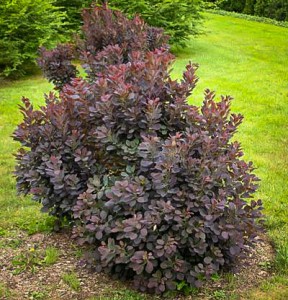 Velvet Cloak Smoke Tree For Sale Online | The Tree Center