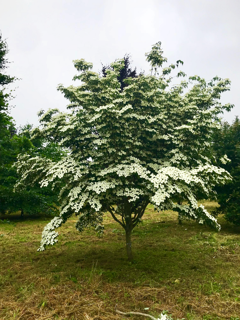 Venus Dogwood For Sale Online | The Tree Center