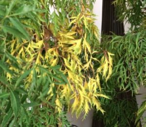 Maple Tree Diseases - Common Problems with Maples | The Tree Center™