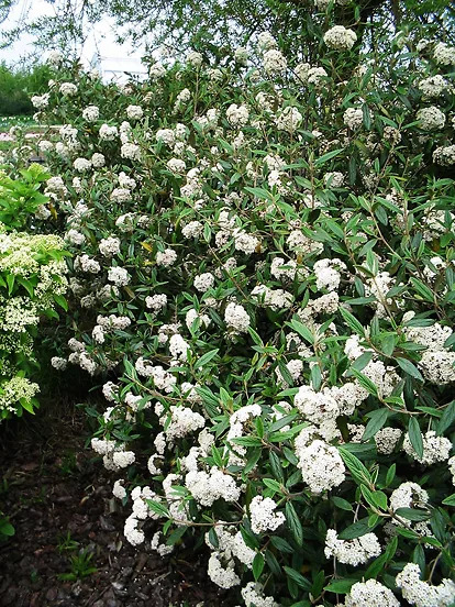 Chindo Viburnum For Sale Online | The Tree Center