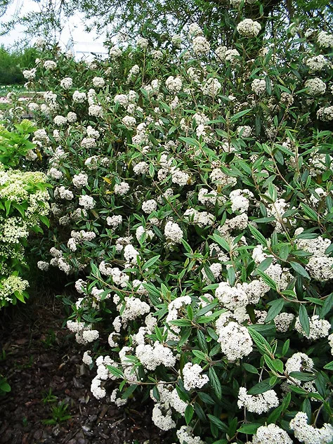 Chindo Viburnum For Sale Online | The Tree Center