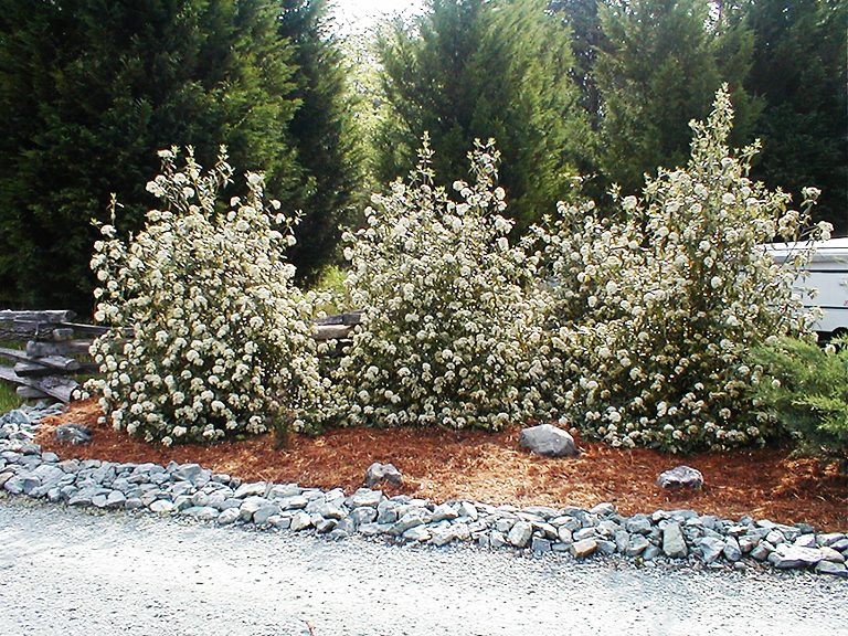 Prague Viburnum For Sale Online | The Tree Center