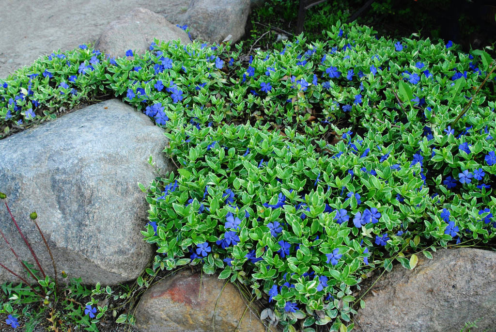 Vinca Minor "Bowles" Periwinkle Plants For Sale | The Tree Center