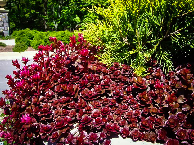 Voodoo Sedum Plants For Sale Online | The Tree Center
