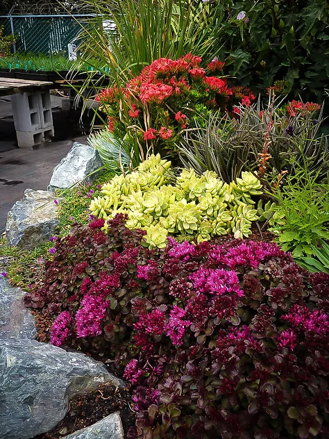 Voodoo Sedum Plants For Sale Online | The Tree Center