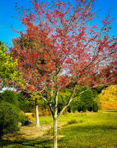 Washington Hawthorn Trees For Sale Online | The Tree Center