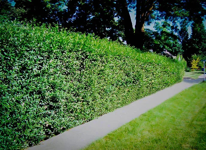 Wavy Leaf Privet Ligustrum For Sale | The Tree Center