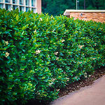 Waxleaf Privet Shrubs For Sale Online | The Tree Center