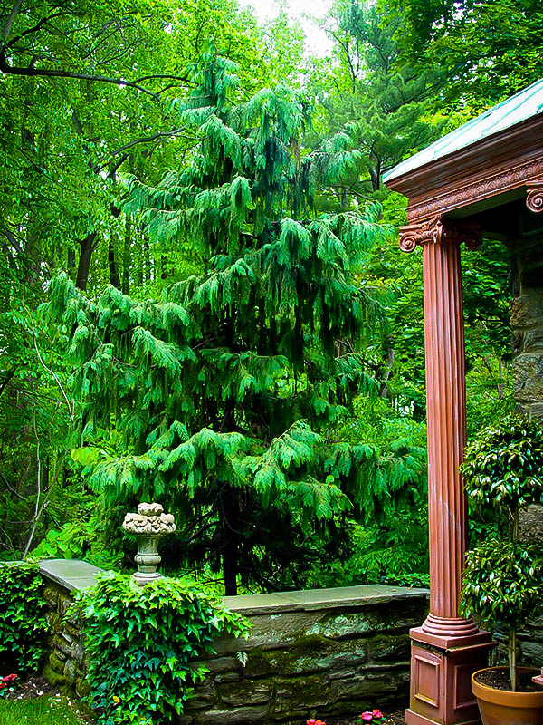 Weeping Alaskan Cedar For Sale Online | The Tree Center