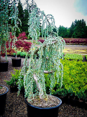 Golden Deodar Cedar Trees For Sale | The Tree Center