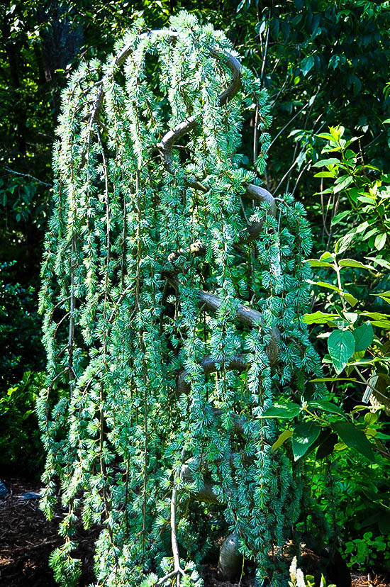 Weeping Blue Atlas Cedar Trees For Sale Online | The Tree Center
