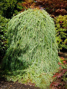 Weeping Larch For Sale Online | The Tree Center