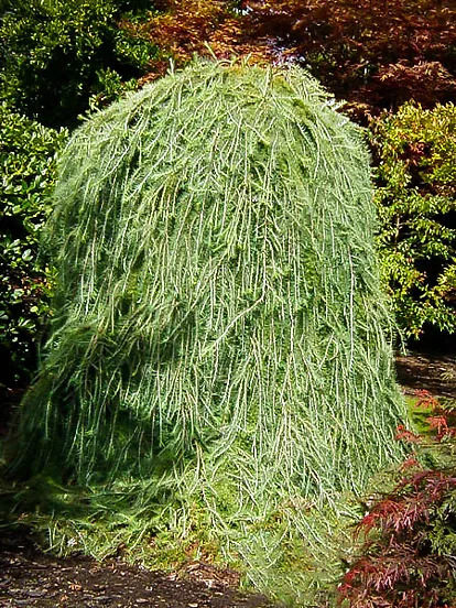 Weeping Larch For Sale Online | The Tree Center