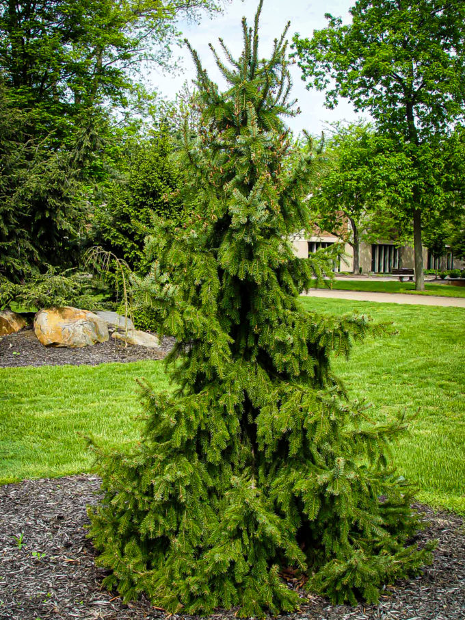 Spruce Trees for Sale Online | The Tree Center