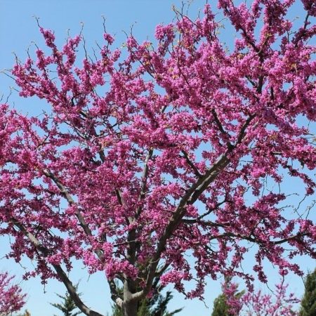 Buy Oklahoma Redbud Trees Online l The Tree Center