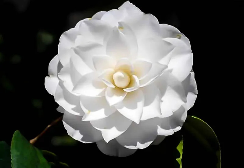 White By The Gate Camellias For Sale Online | The Tree Center