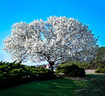 White Dogwood For Sale Online | The Tree Center