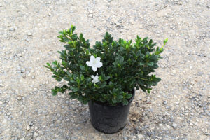 White Nobility ReBLOOM Azalea Shrubs For Sale Online | The Tree Center