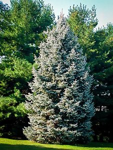 Norway Spruce For Sale Online | The Tree Center