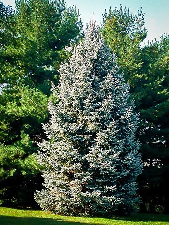 Paul's Select Norway Spruce Trees For Sale | The Tree Center