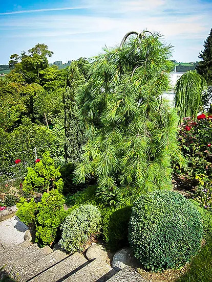 White Weeping Pine For Sale | The Tree Center