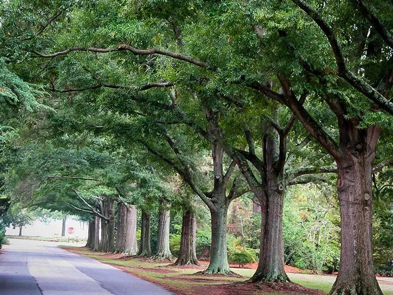 Willow Oak Trees For Sale Online | The Tree Center Willow Oak Trees For Sale Online | The Tree Center