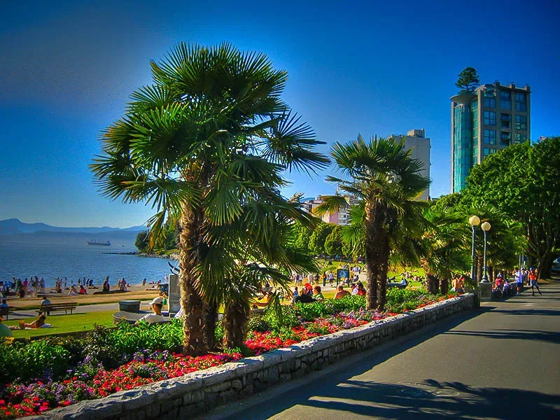 Windmill Palm Trees For Sale Online | The Tree Center