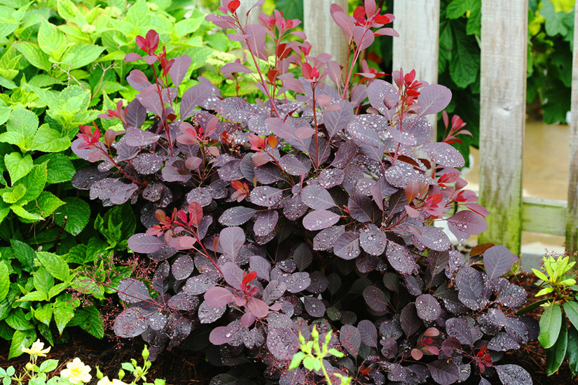 Winecraft Black® Smoketree For Sale Online | The Tree Center