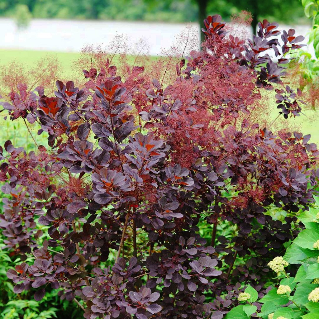 Winecraft Black® Smoketree For Sale Online | The Tree Center