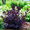 Winecraft Black® Smoketree For Sale Online | The Tree Center