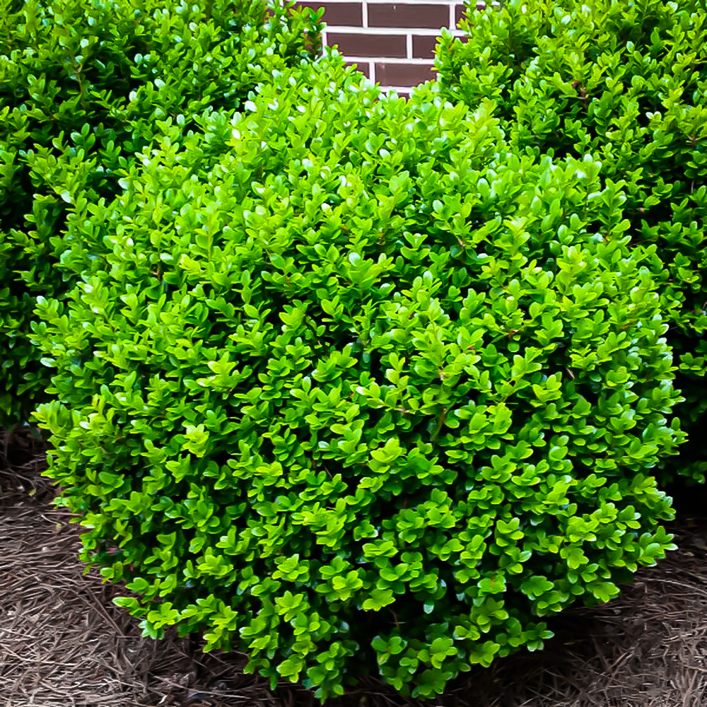 Winter Gem Boxwoods For Sale Online The Tree Center